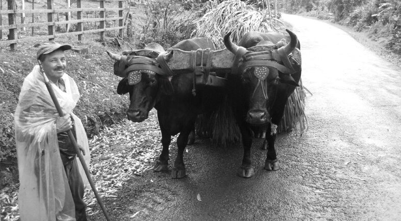 Savoring Costa Rica: Rich Tradition of Sugar Cane in Guanacaste